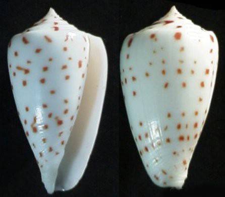 三纹斑芋螺_百度百科