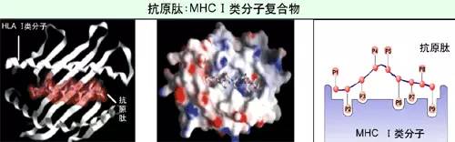 HLA与MHC之间是什么关系？_百科TA说