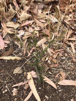 Lepidium africanum_百度百科