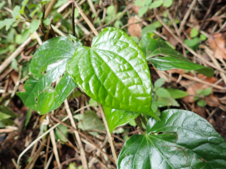 Piper capense_百度百科