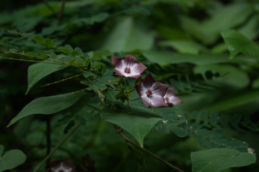 Polystemma guatemalense_百度百科