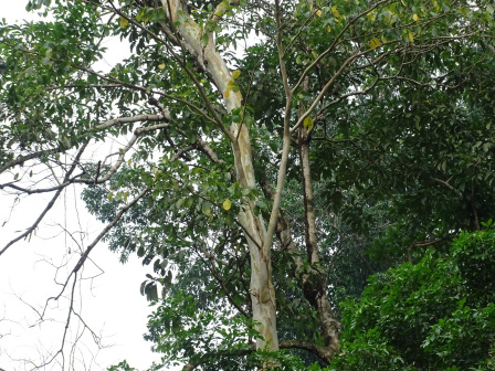 Terminalia oblonga_百度百科