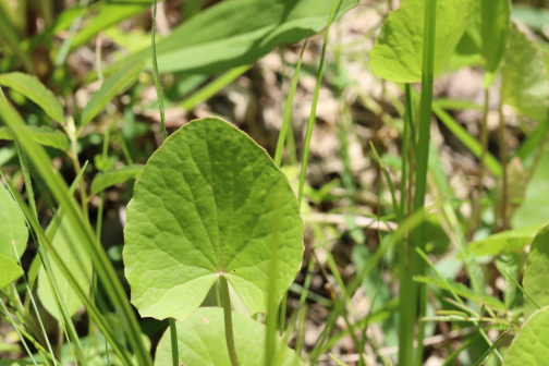 Centella erecta_百度百科