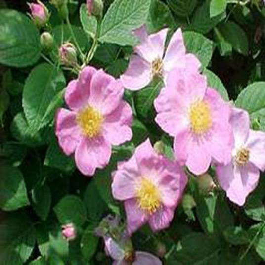 Rosa setigera_百度百科