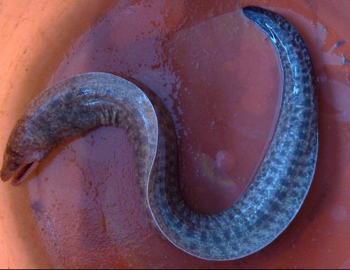 鳗鲡总目_百度百科