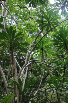 Ficus pseudopalma_百度百科