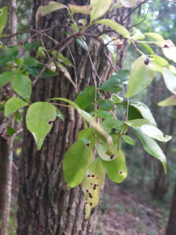 Gossia punctata_百度百科