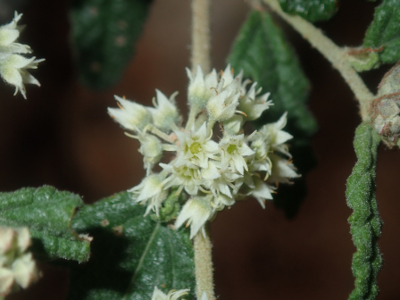 Commersonia borealis_百度百科