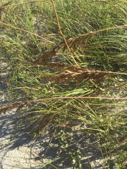 Uniola paniculata_百度百科