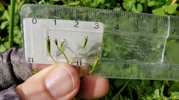 Legenere valdiviana_百度百科