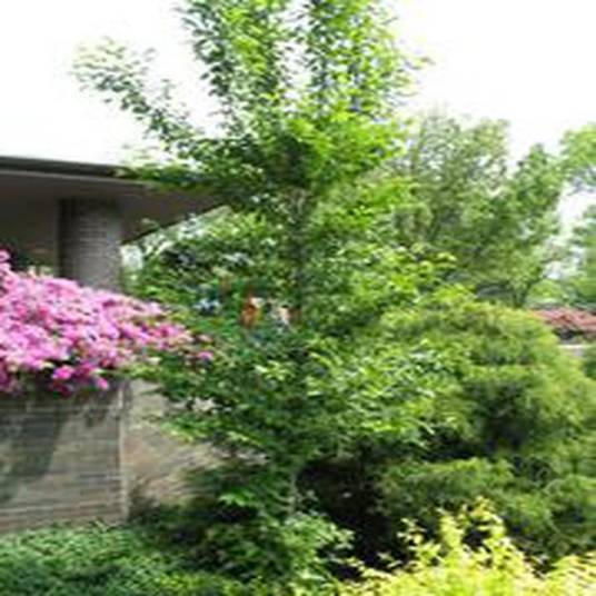 Prunus 'First Lady'_百度百科