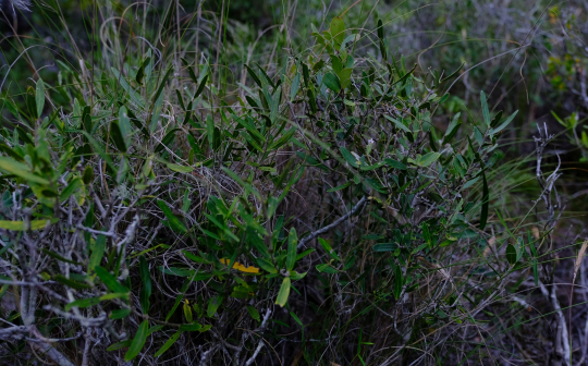 Olea exasperata_百度百科