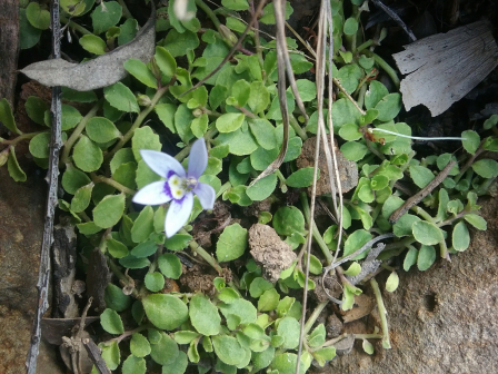 Isotoma fluviatilis_百度百科