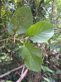 Piper cernuum_百度百科