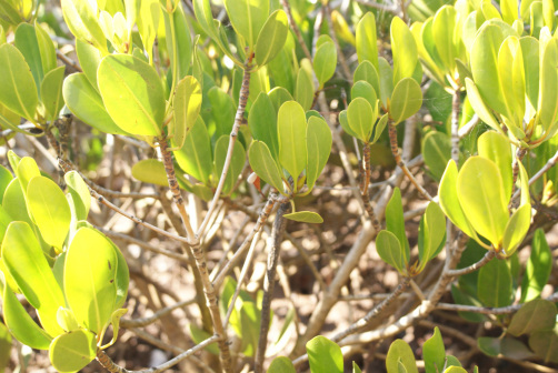 Ceriops australis_百度百科