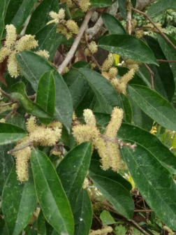 Trophis racemosa_百度百科