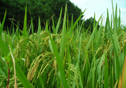 杂交水稻（禾本科稻属植物）_百度百科