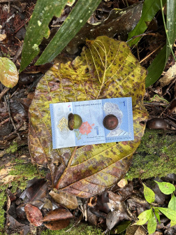 Lithocarpus lucidus_百度百科