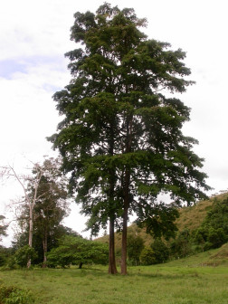 Terminalia amazonia_百度百科