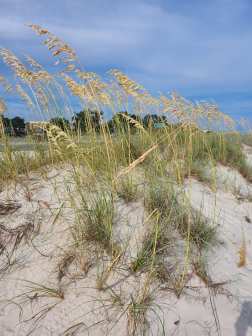 Uniola paniculata_百度百科