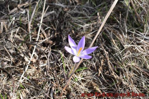 Crocus ilvensis_百度百科