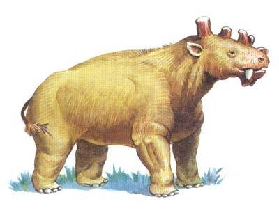 雷兽科_百度百科