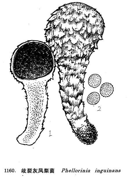 歧裂灰凤梨菌_百度百科