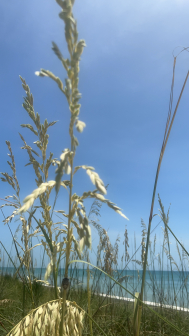 Uniola paniculata_百度百科