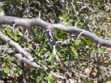 Commiphora sinuata_百度百科