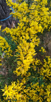 Ulex australis_百度百科