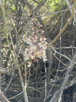 Piscidia carthagenensis_百度百科