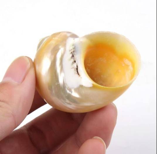 白旋螺_百度百科