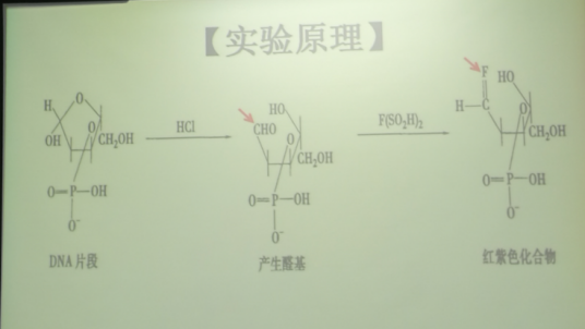 Feulgen染色_百度百科