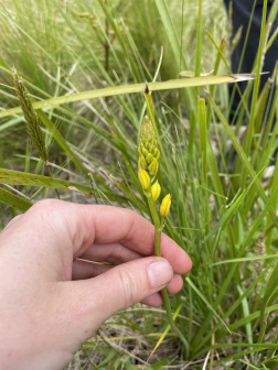 Bulbine bulbosa_百度百科