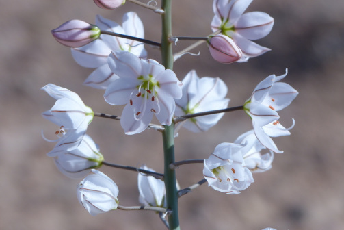Eremurus persicus_百度百科