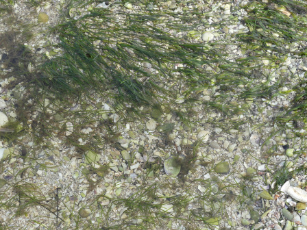 Zostera muelleri_百度百科