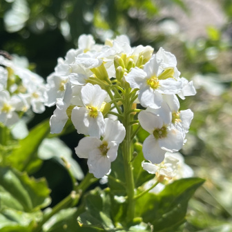 Cardamine cordifolia_百度百科