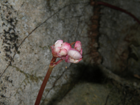 Begonia phuthoensis_百度百科