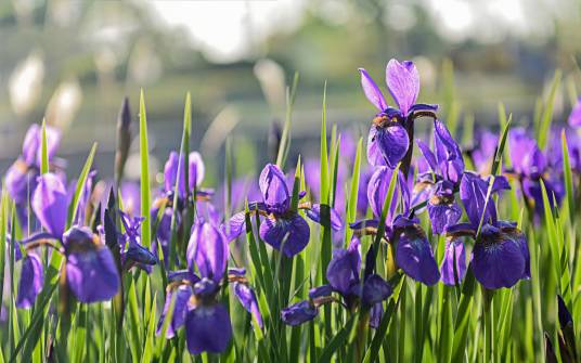 Iris 'Ego'_百度百科