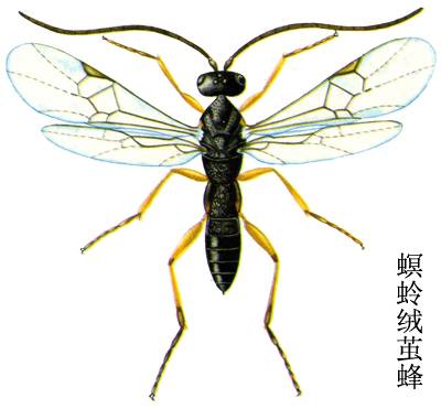 螟蛉绒茧蜂_百度百科