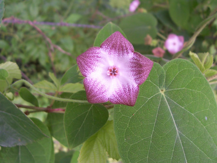 Polystemma guatemalense_百度百科