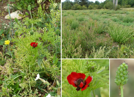 Adonis annua_百度百科