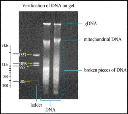 gdna_百度百科