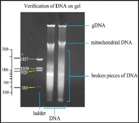 gdna（有机体在单倍体状态下的DNA全部含量）_百度百科