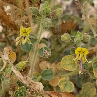 Cleome droserifolia_百度百科