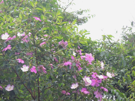 Pleroma mutabile_百度百科