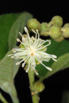 Croton humilis_百度百科