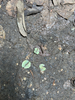 Terminalia acuminata_百度百科