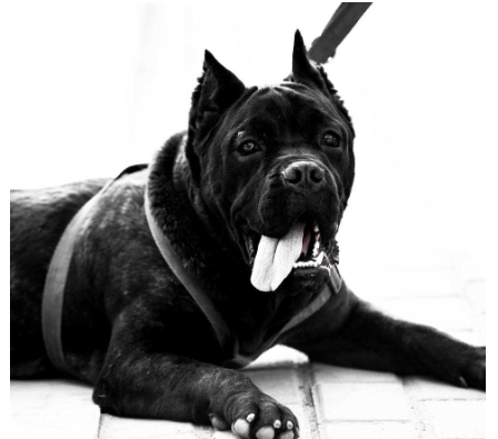 卡斯罗犬----古欧洲的守卫者_百科TA说