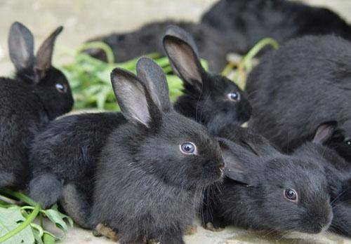 黑毛福建兔-6_百度百科